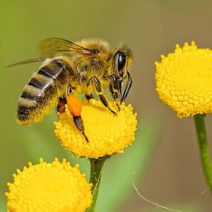 Types of Yemeni honey: differences between types and their health ...